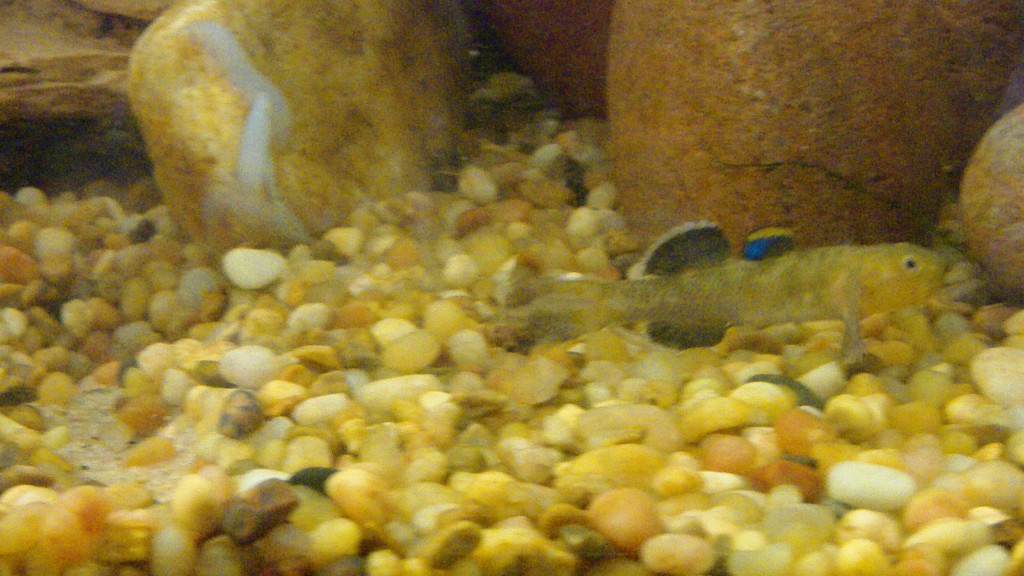 Breeding the Australian Desert Goby (with decent photos) - Entropy Central